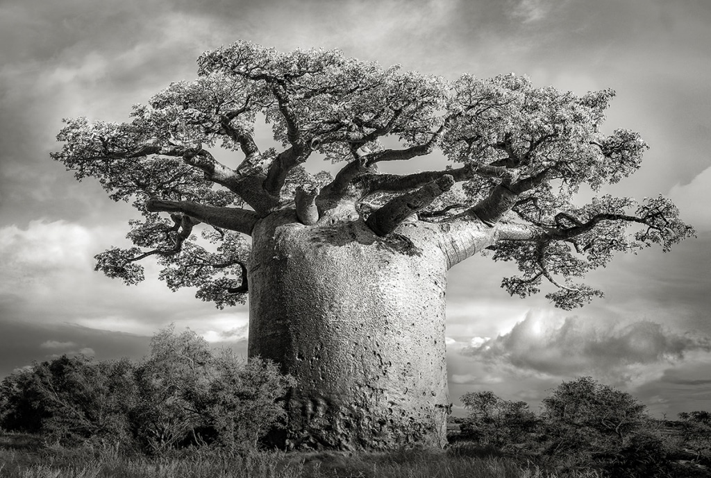 Photographer's Incredible Images of Ancient Baobab Trees