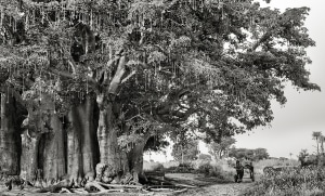 Photographer's Incredible Images of Ancient Baobab Trees