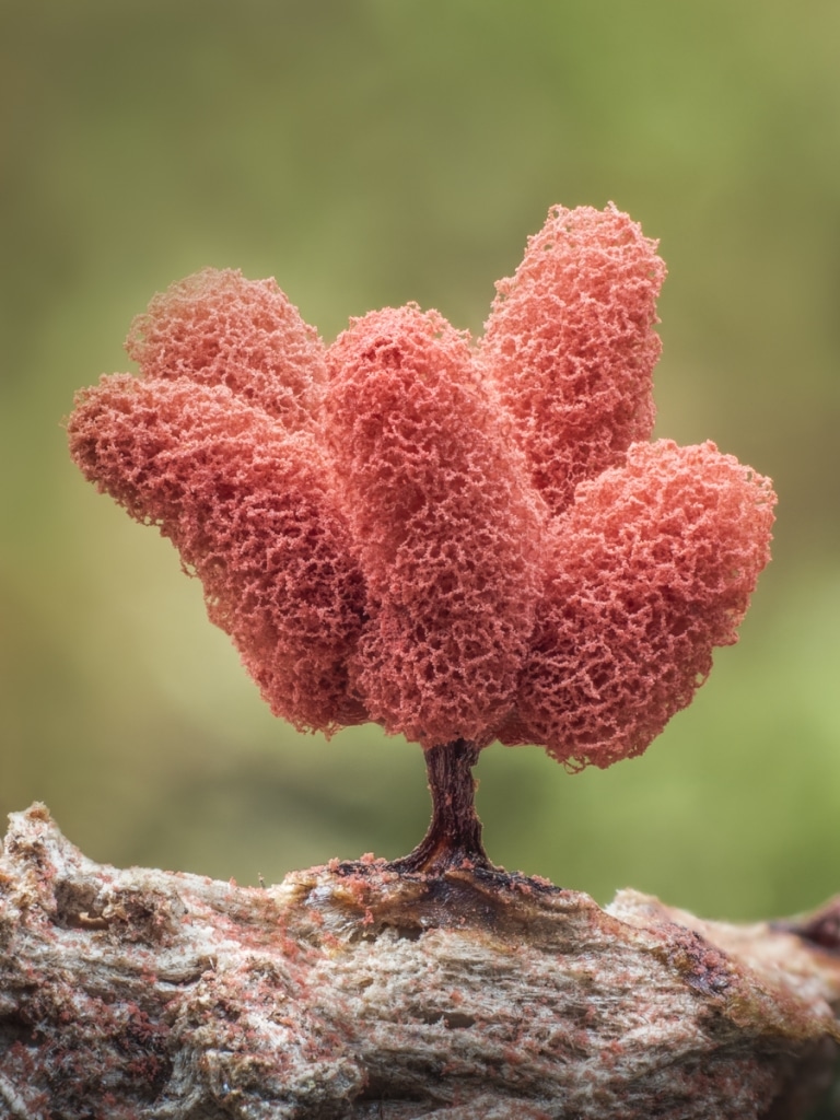 Macro Photos Reveal the Often Unseen Beauty and Diversity of Slime ...