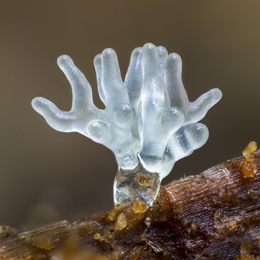 Macro Photos Take Us Into the Wild World of Slime Mold