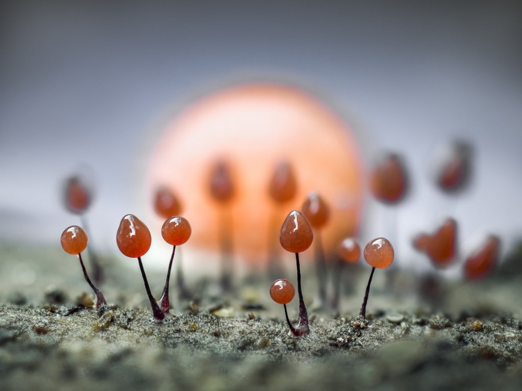 Macro Photos Take Us Into the Wild World of Slime Mold