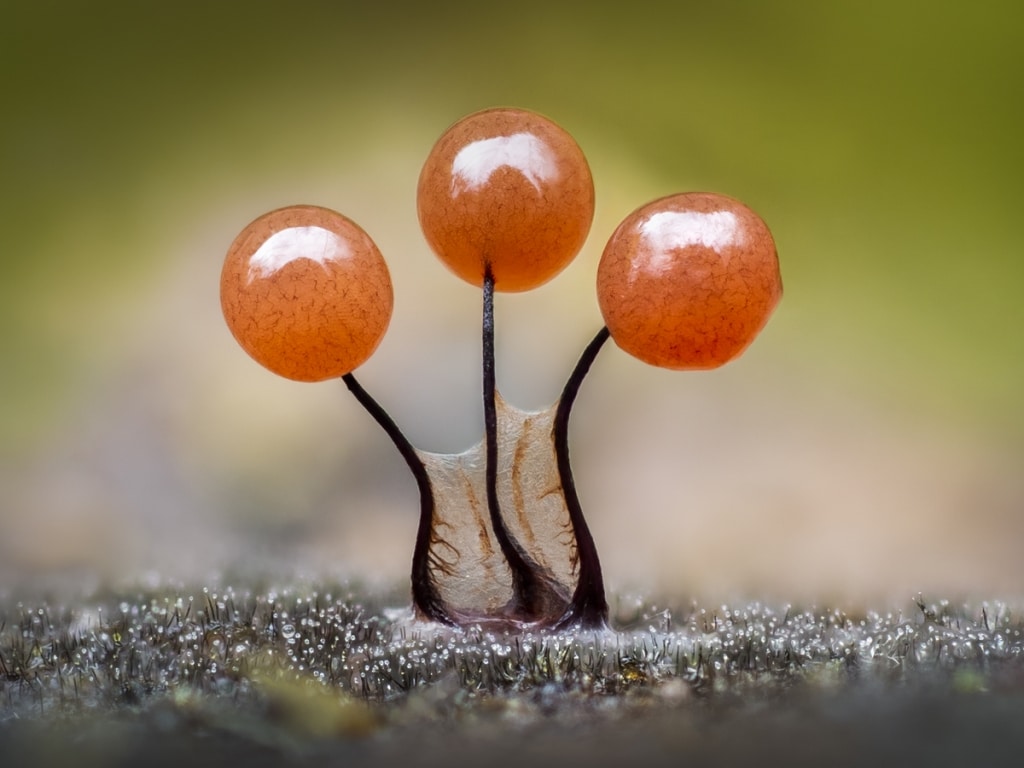 Macro Photos Take Us Into the Wild World of Slime Mold