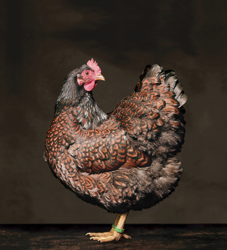 Portrait Photographer Uses Hens and Roosters as His Muse