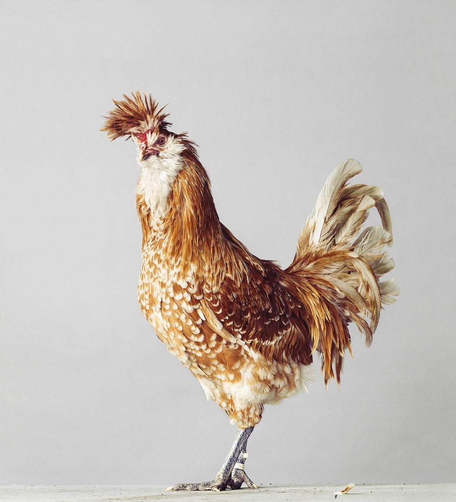 Portrait Photographer Uses Hens and Roosters as His Muse