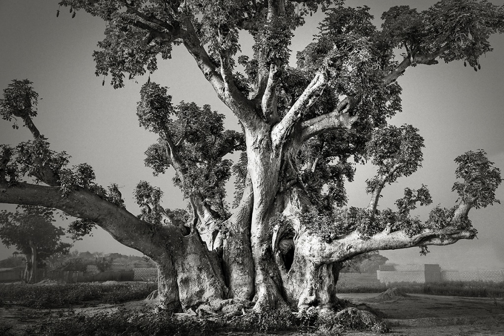 Photographer's Incredible Images of Ancient Baobab Trees