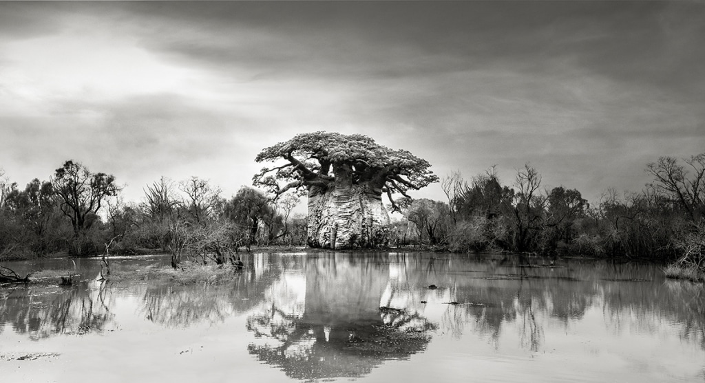 Photographer's Incredible Images of Ancient Baobab Trees