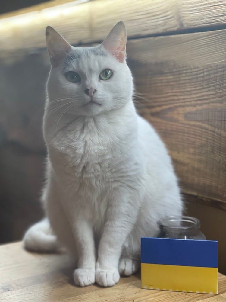 Ukraine Cat Cafe Owner Is Staying With The Cats During Russian Invasion Ukraine Cat Cafe Owner Is Staying With The Cats During Russian Invasion