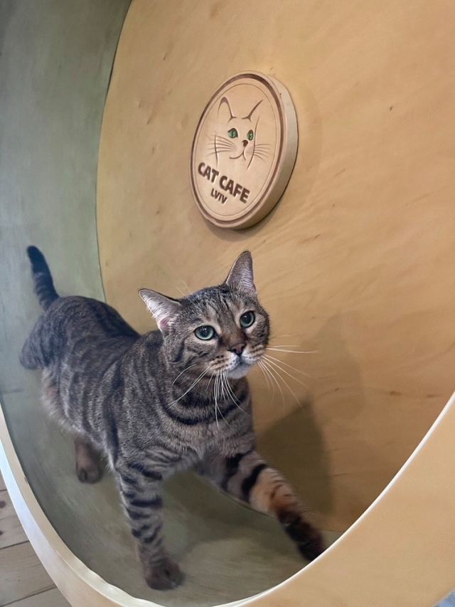 Ukraine Cat Cafe Owner is Staying With the Cats During Russian Invasion