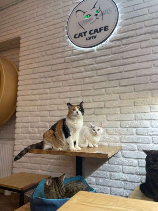 Ukraine Cat Cafe Owner is Staying With the Cats During Russian Invasion
