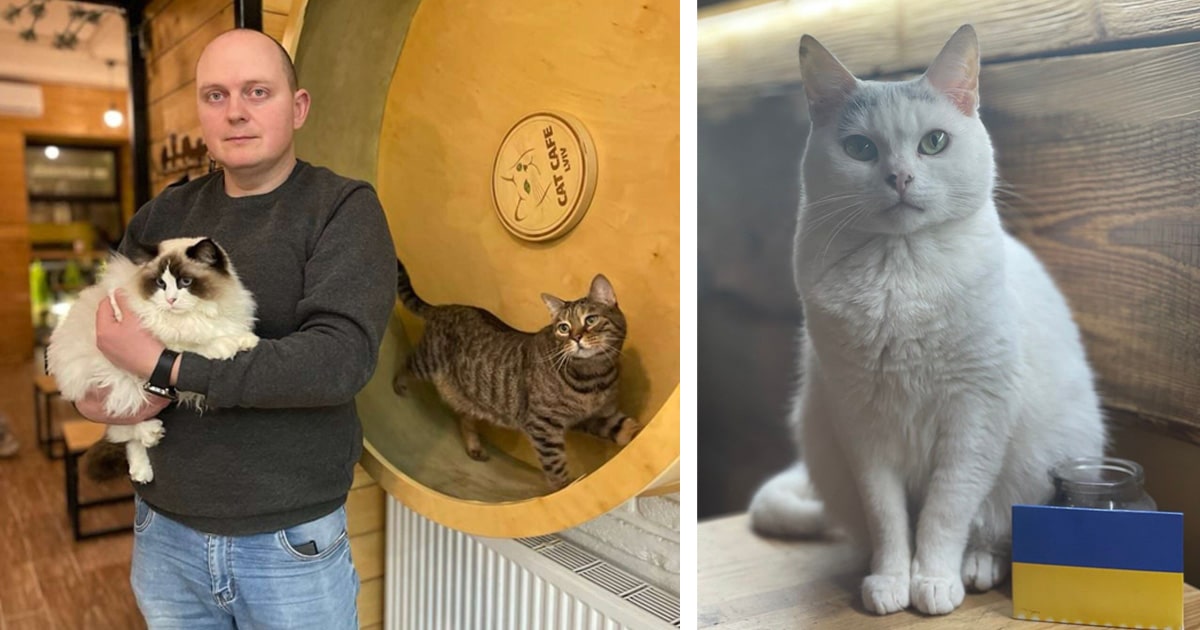 Ukraine Cat Cafe Owner is Staying With the Cats During Russian Invasion