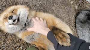 Adorable Red Fox Bursts into Giggles When Being Pet By His Human