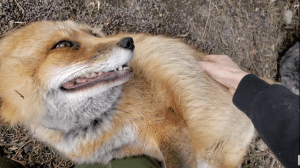 Adorable Rescue Fox Bursts Into Gleeful Giggles When Being Petted by ...