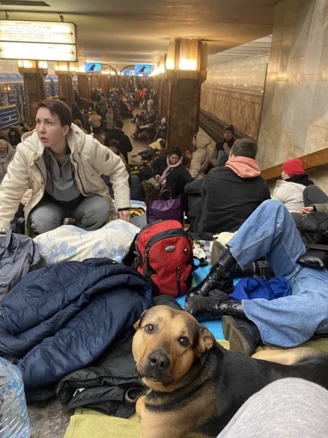 Touching Photos Show Pets Sheltering With Owners in the Ukraine Metro