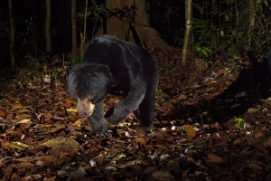 Majestic Photos of 8 Remaining Species of Bears Are Featured in Conservation Photo Book | My ...