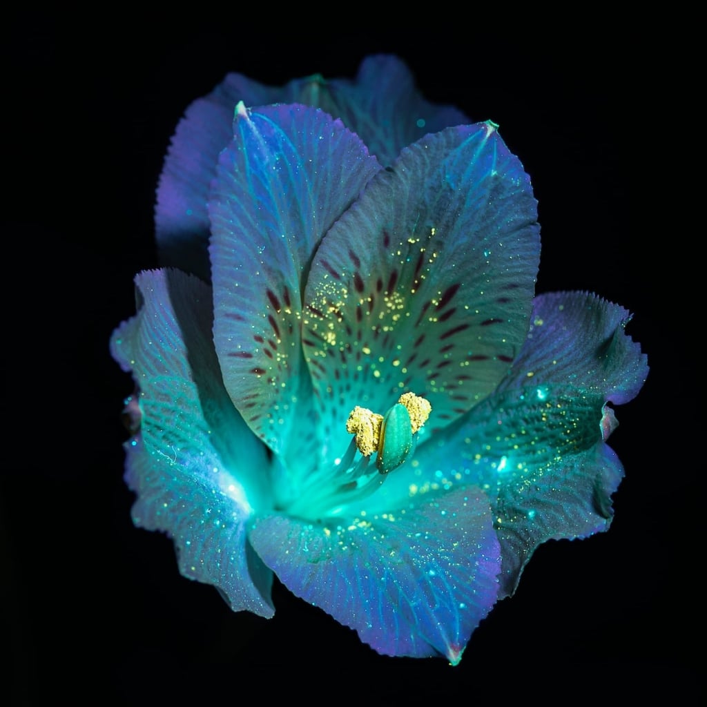Fotógrafa utiliza luz ultravioleta para mostrar la belleza oculta de ...