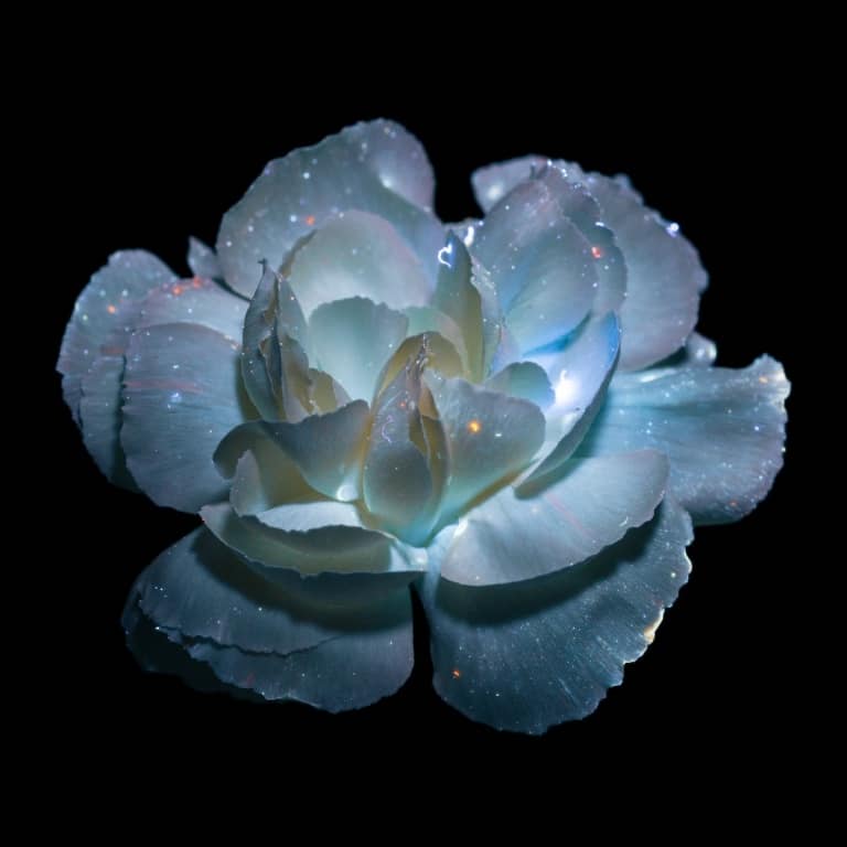 Radiant Photographs Capture Flowers Veiled in Ultraviolet Light