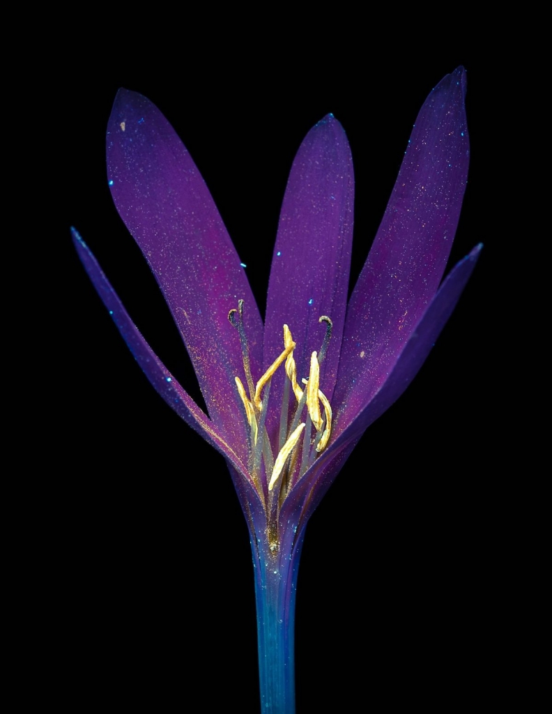 Ultraviolet Light Reveals Radiant Hidden Beauty of Flowers | My Modern Met