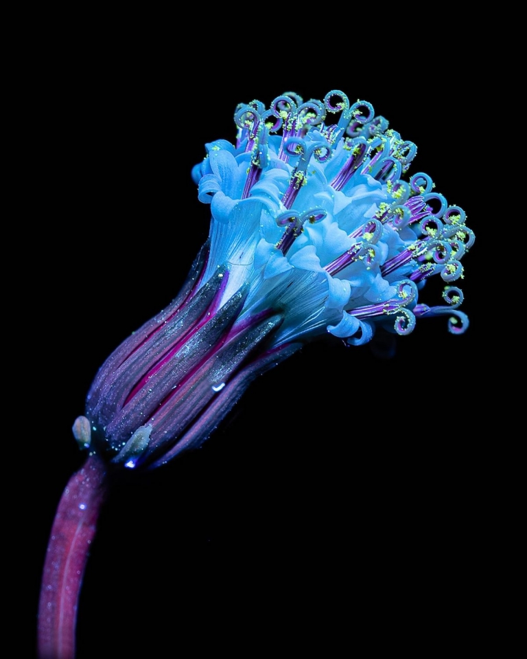 Radiant Photographs Capture Flowers Veiled in Ultraviolet Light