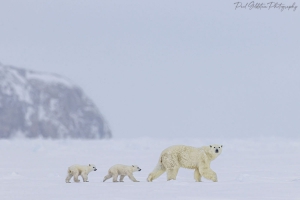 Wildlife Photographer Spots Adorable Polar Bear Family on Baffin Island