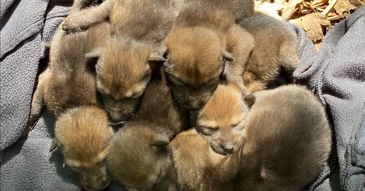 Adorable Red Wolf Pups Give Hope for Future of Endangered Species