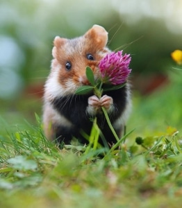 Fotógrafo toma retratos adorables de hámsters salvajes en la naturaleza