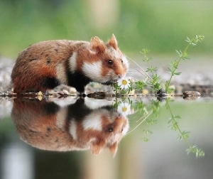 Fotógrafo toma retratos adorables de hámsters salvajes en la naturaleza