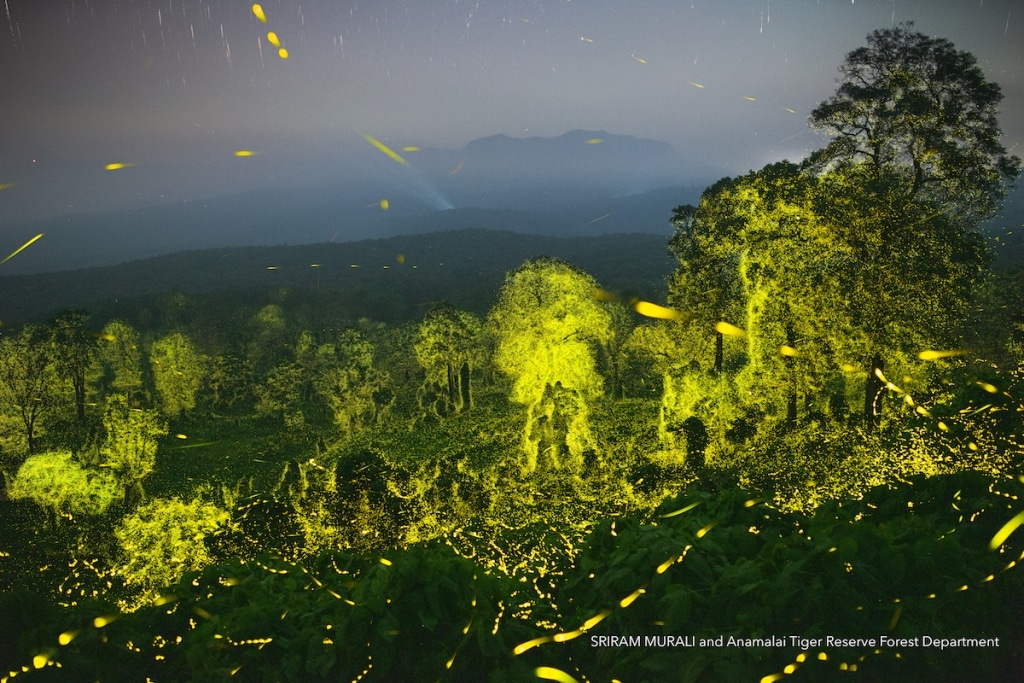 Watch as Billions of Fireflies Light Up a Nature Reserve in India