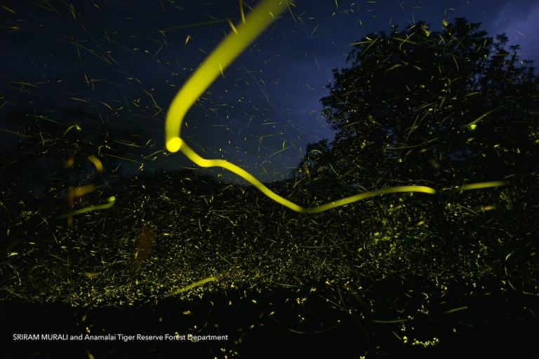 Watch as Billions of Fireflies Light Up a Nature Reserve in India