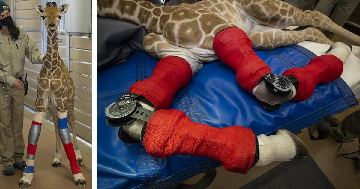 Sick Baby Giraffe Has New Spring in Step Thanks to Custom Leg Braces