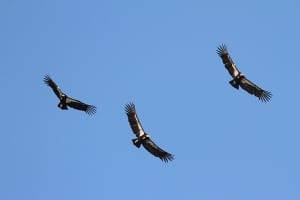 California Condors Return to the Redwoods After a Century’s Absence