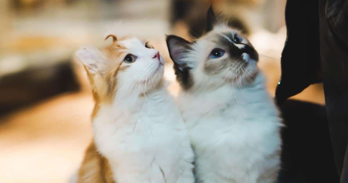 Study Suggests Cats Can Learn Each Other's Names by Listening to Us