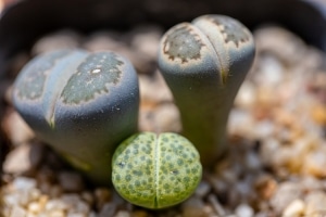 Lithops, The Colorful Succulent That Look Like Real Stone