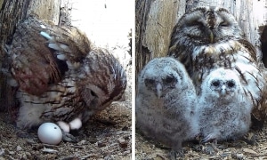 Beautiful Tawny Owl Adopts Two Orphaned Owlets Found in Her Nest