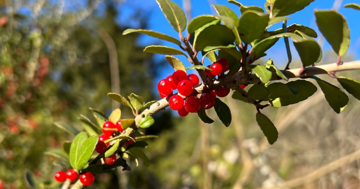 The Fascinating Story of Yaupon, America's Forgotten Tea
