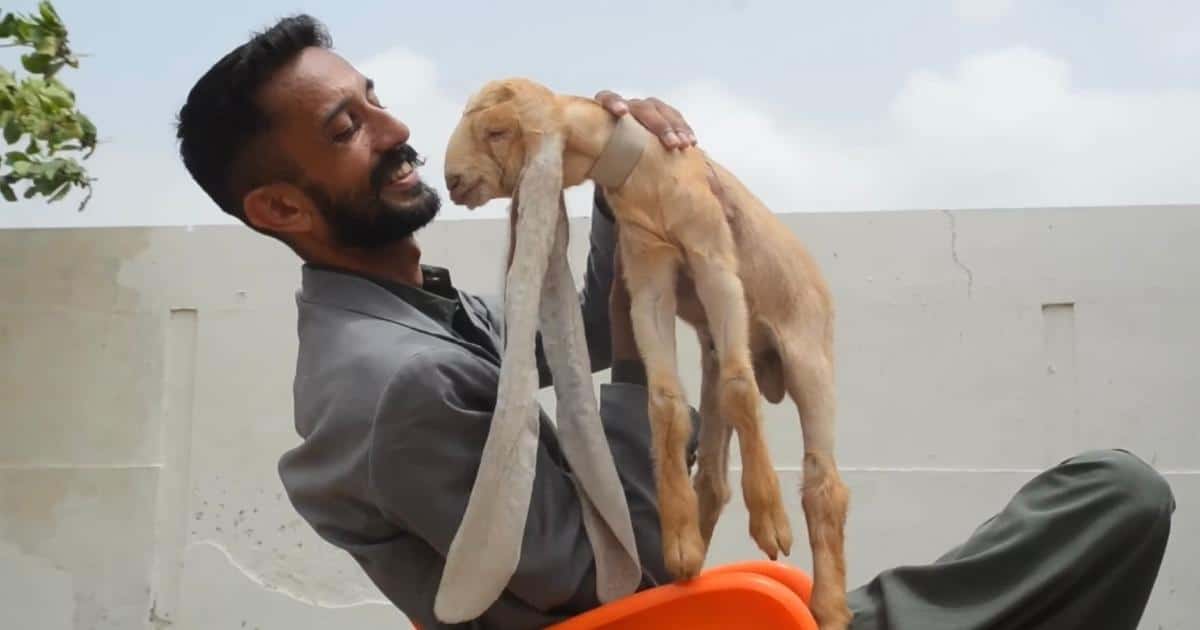Simba, a Baby Goat Born in Pakistan, Has the World's Longest Ears