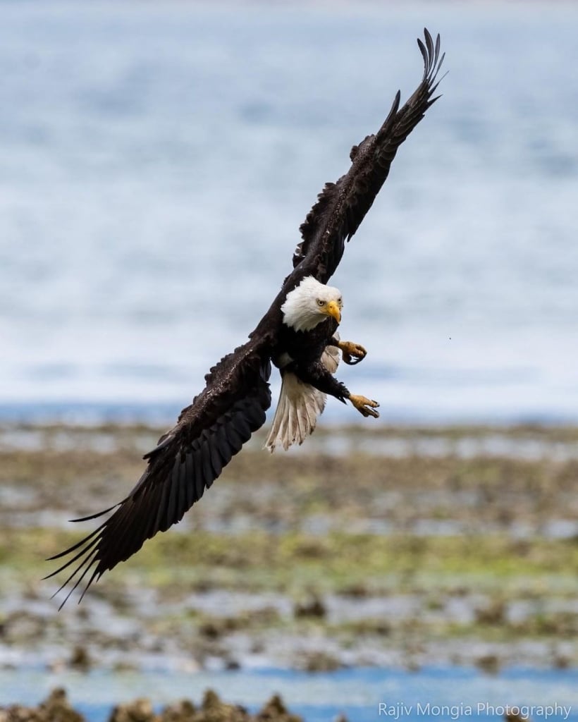 Photographer Captures Amazing Photo of Two Eagles Locking Their Talons ...