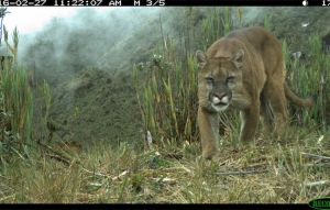 Scientists Use Camera Traps To Create Database of Amazon Wildlife