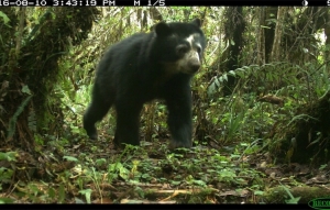 Scientists Use Camera Traps To Create Database of Amazon Wildlife