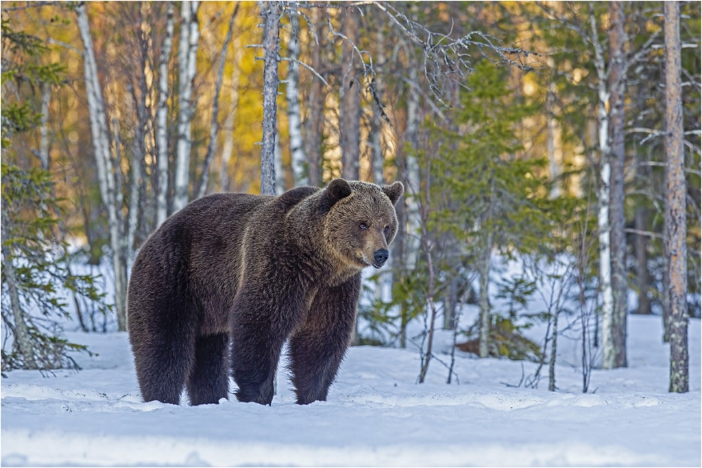 This Great-Grandmother Is Known for Her Photos of Brown Bears