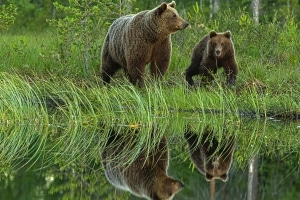 This Great-Grandmother Is Known for Her Photos of Brown Bears