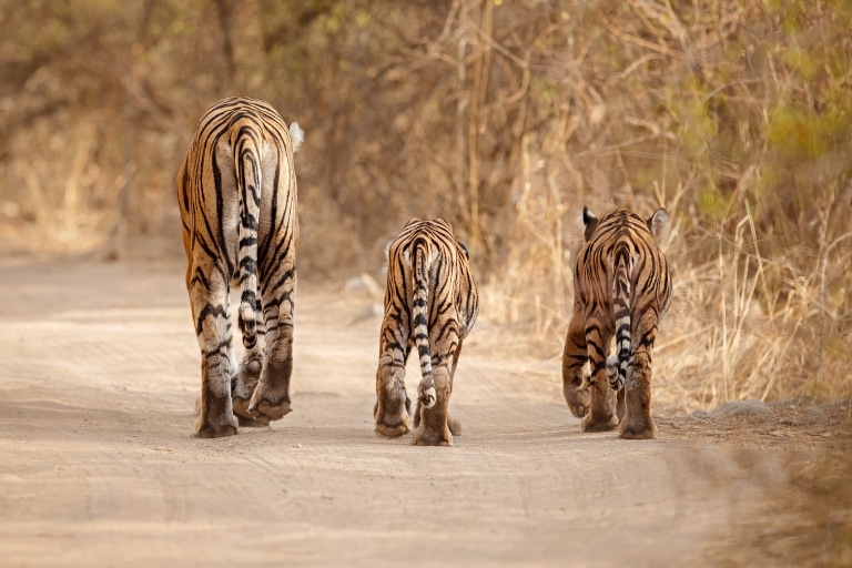 Wild Tiger Population is 40% Larger Than Previously Thought