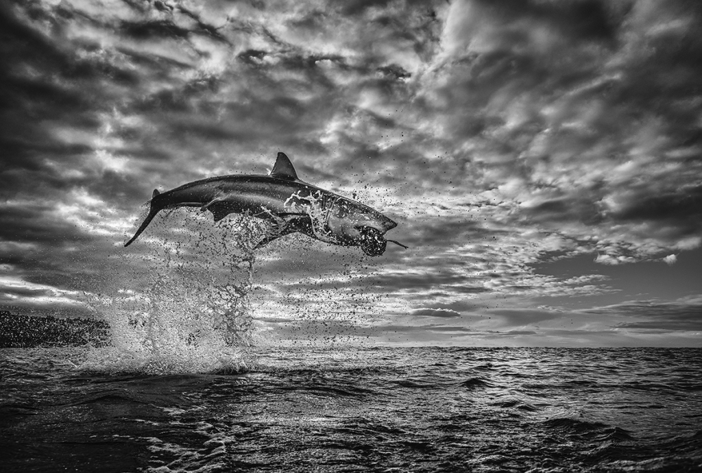 Did You Know That Great White Sharks Can Jump 10 Feet in the Air?