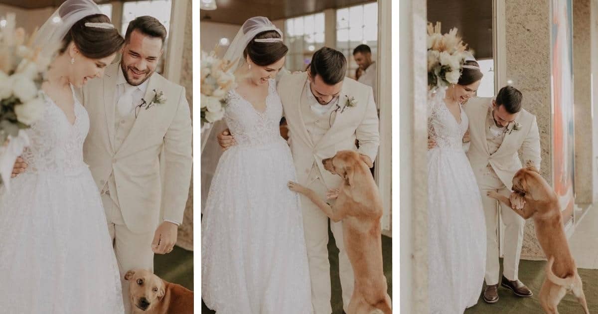 Friendly Stray Dog Crashes Wedding and Newlyweds Adopt Him