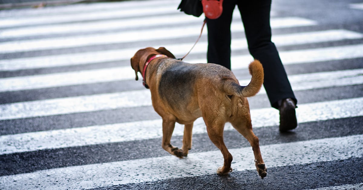 More Dogs in a Neighborhood May Contribute to Lower Crime