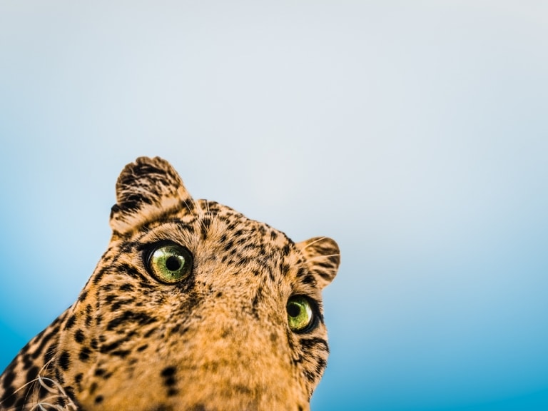 Wildlife Photographer Shares Method for Taking Intimate Animal Portraits