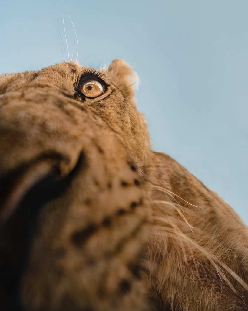 Wildlife Photographer Shares Method for Taking Intimate Animal Portraits