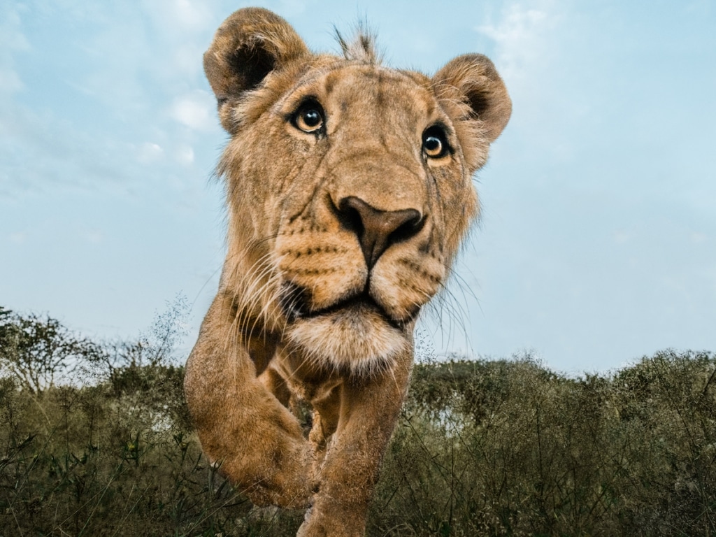 Wildlife Photographer Created a Custom Camera for Taking Intimate ...