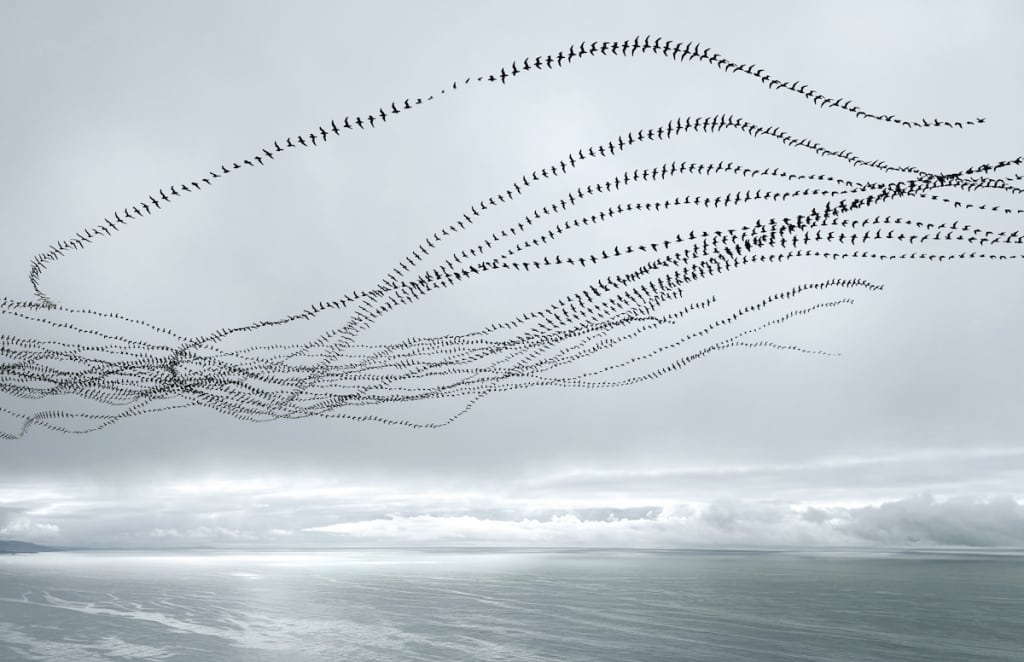 Photographer Captures Flight Trails in "Locked Down Looking Up"