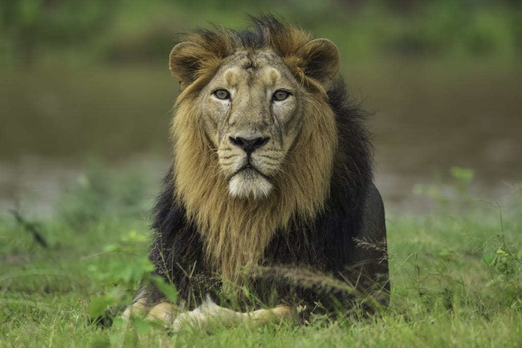 Wildlife Photographer Waits 8 Hours to Photograph Lion Drinking