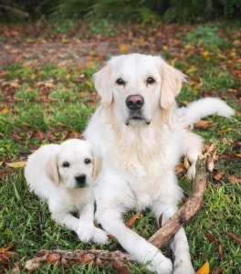 Unique Pet Transformation Photos Show a Puppy Then and Now